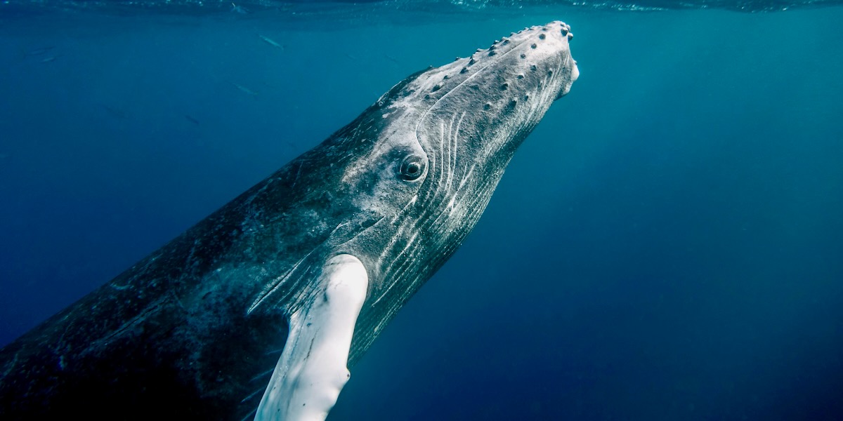 La scia di Moby Dick. Su una balena bianca e l’Atlantico nero - DINAMOpress